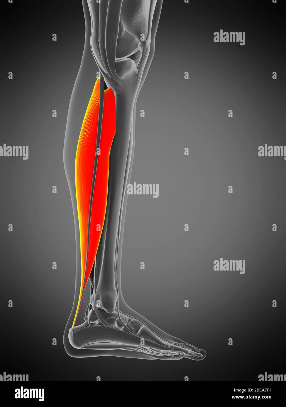 Soleus muskel -Fotos und -Bildmaterial in hoher Auflösung – Alamy