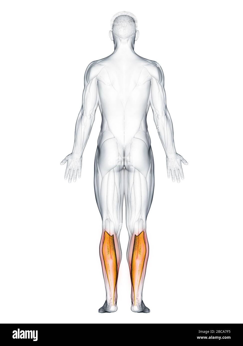 Soleus muskel -Fotos und -Bildmaterial in hoher Auflösung – Alamy