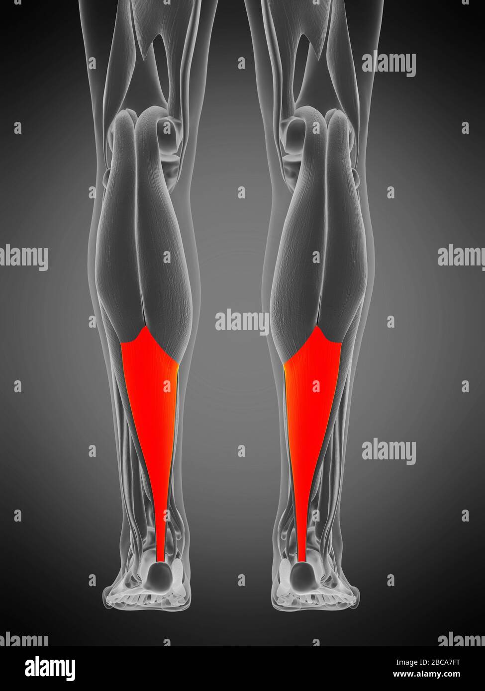 Achilles tendon -Fotos und -Bildmaterial in hoher Auflösung – Alamy