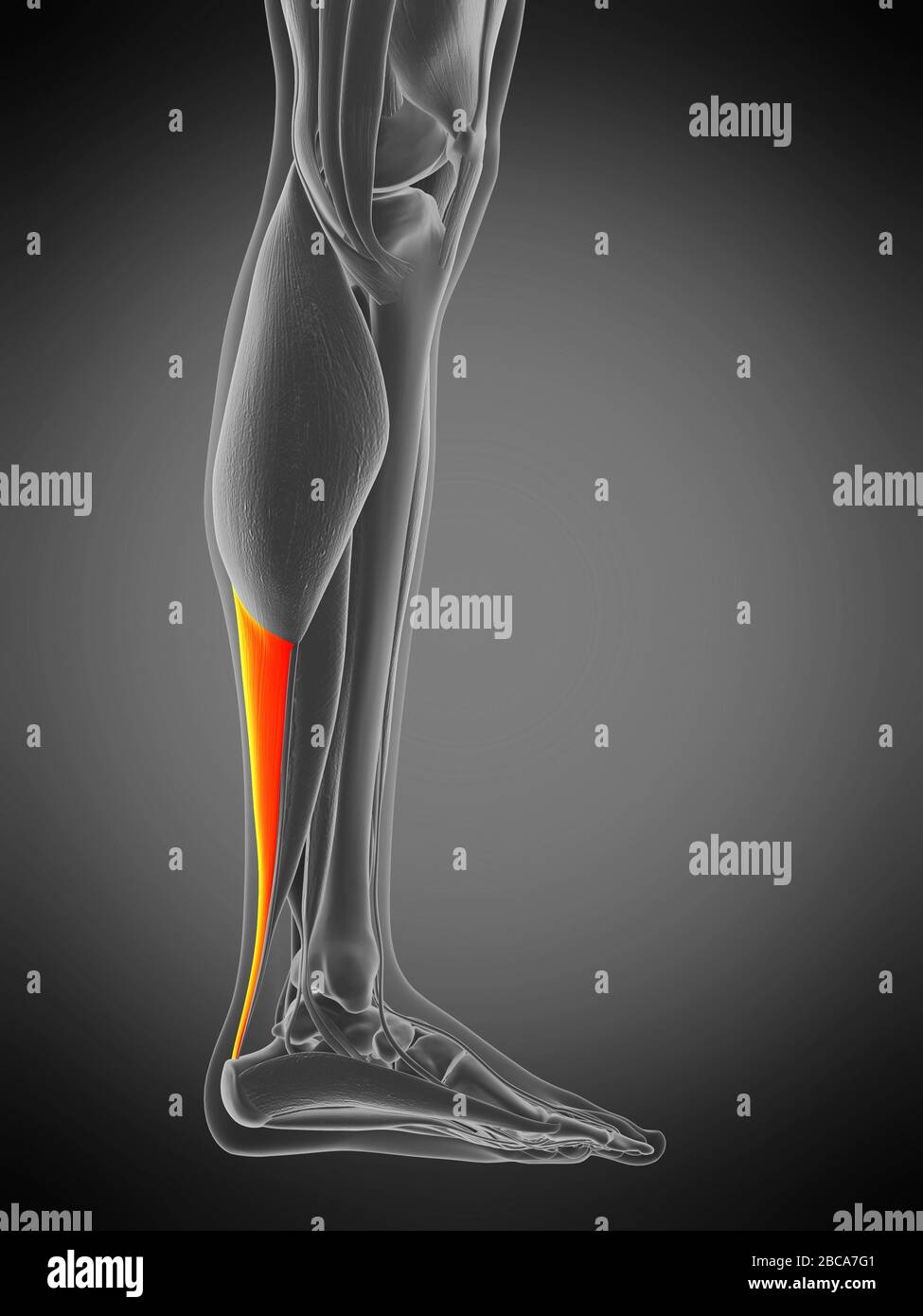 Achilles tendon -Fotos und -Bildmaterial in hoher Auflösung – Alamy