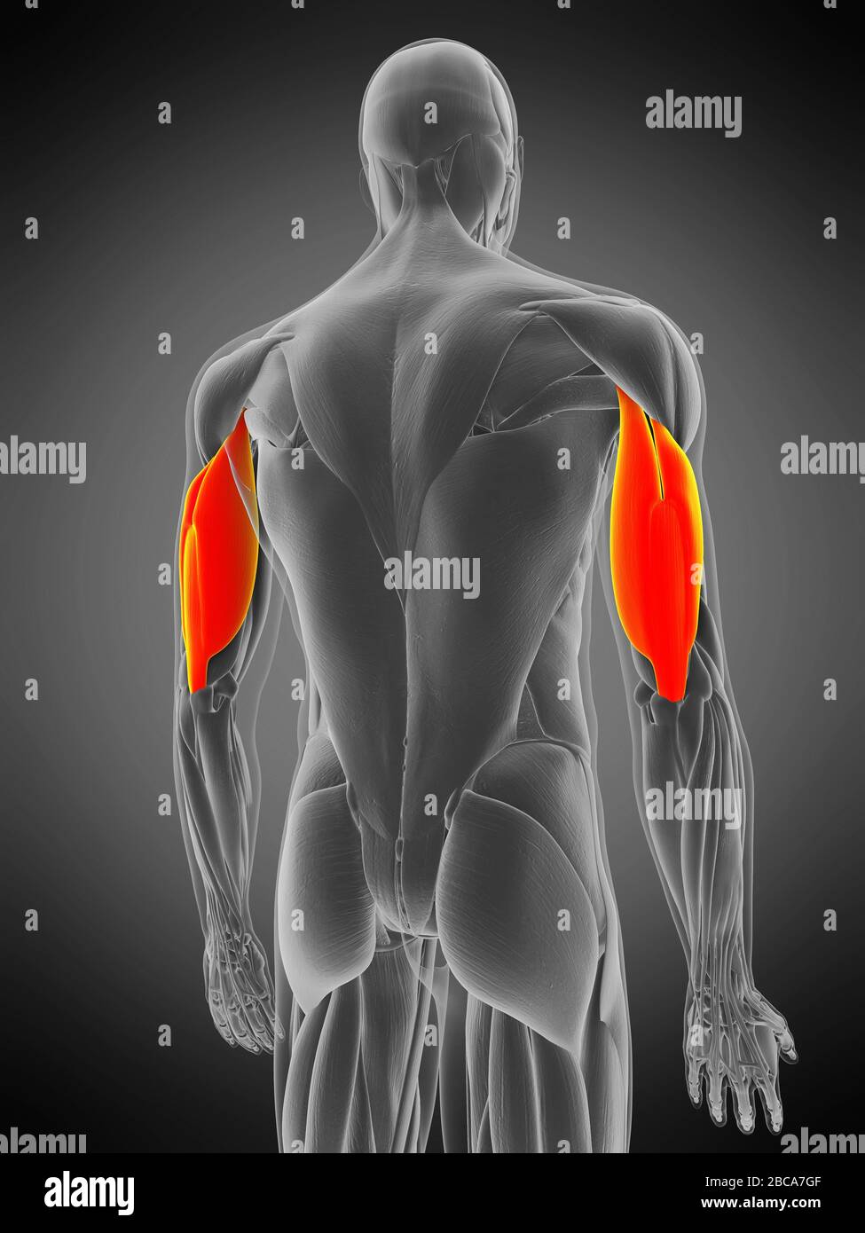 Musculus triceps, Abbildung Stockfotografie - Alamy
