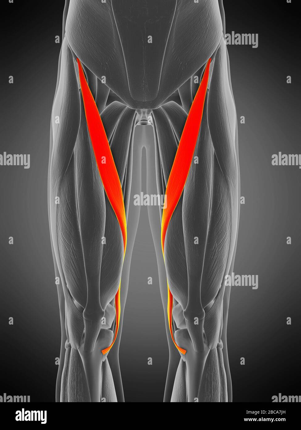 Musculus sartorius -Fotos und -Bildmaterial in hoher Auflösung – Alamy