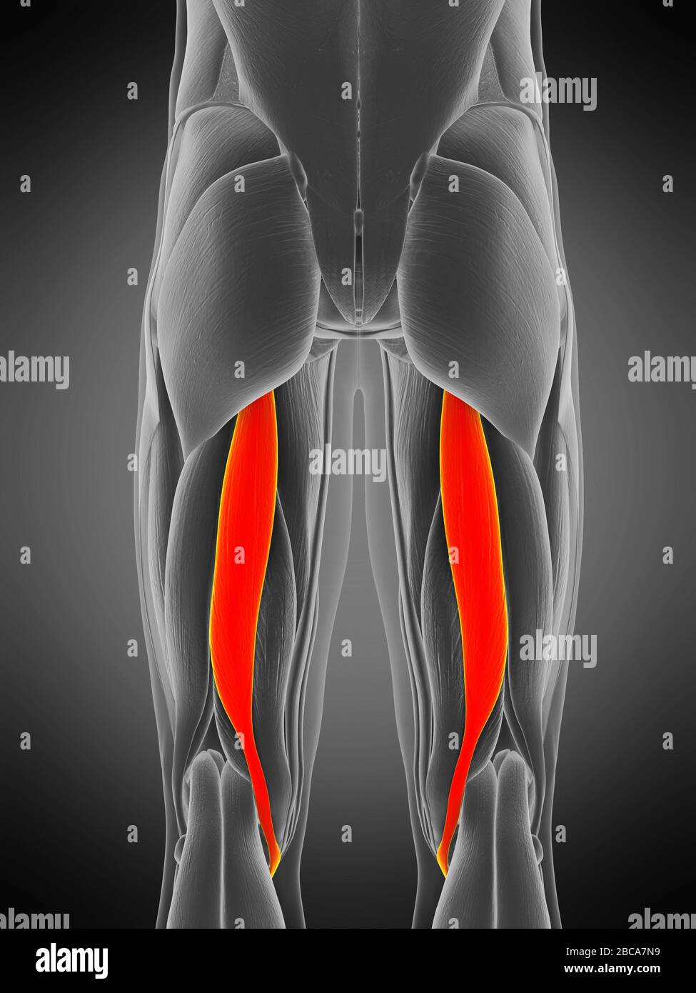 Semitendinosus muscle -Fotos und -Bildmaterial in hoher Auflösung – Alamy
