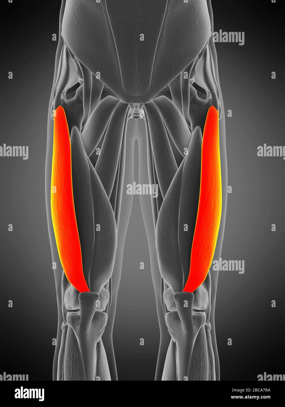 Vastus lateralis muscle Stockfotos und -bilder Kaufen - Alamy