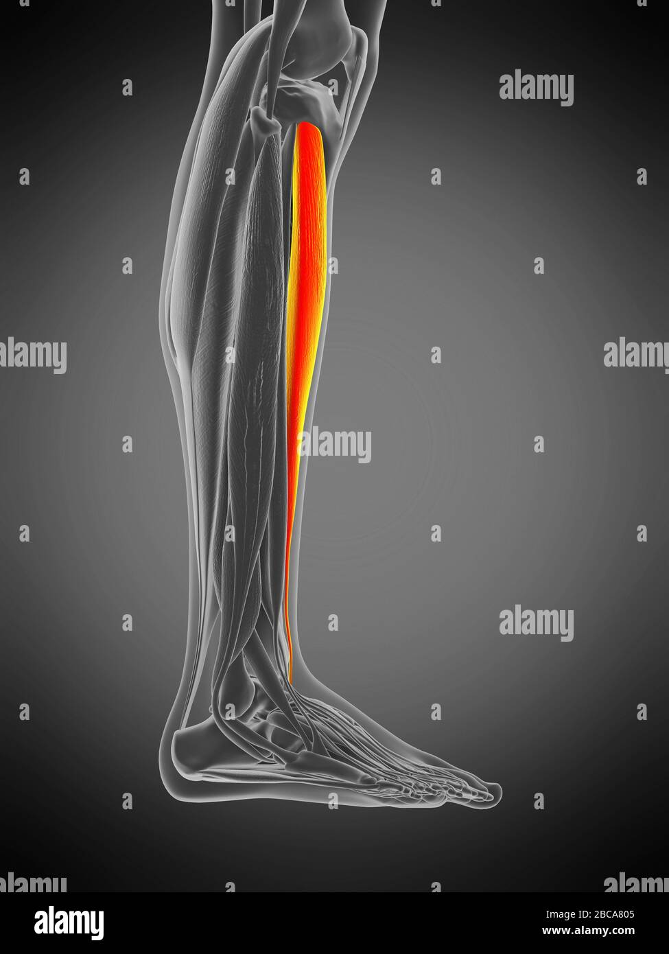 Musculus tibialis anterior, Abbildung Stockfotografie - Alamy