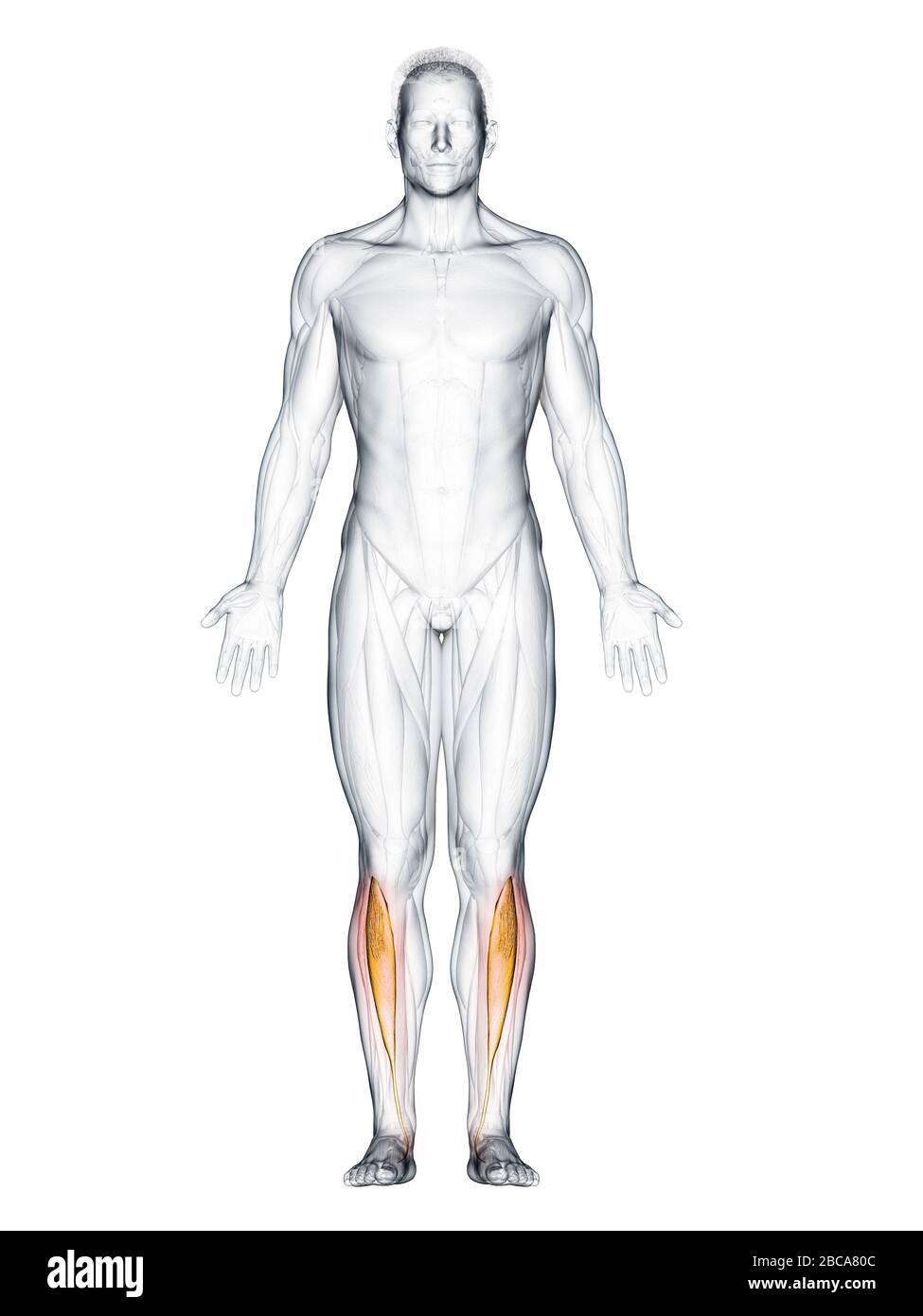 Musculus tibialis anterior, Abbildung Stockfotografie - Alamy