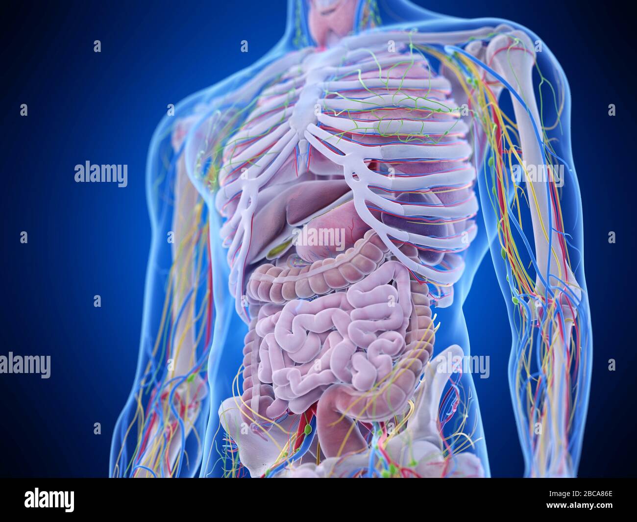 Bauch anatomie -Fotos und -Bildmaterial in hoher Auflösung – Alamy