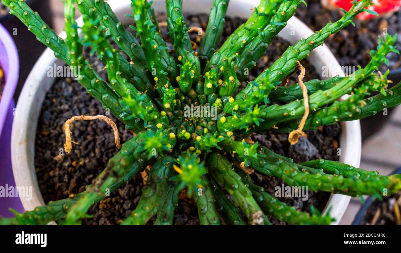 Euphorbia caput medusa -Fotos und -Bildmaterial in hoher Auflösung – Alamy