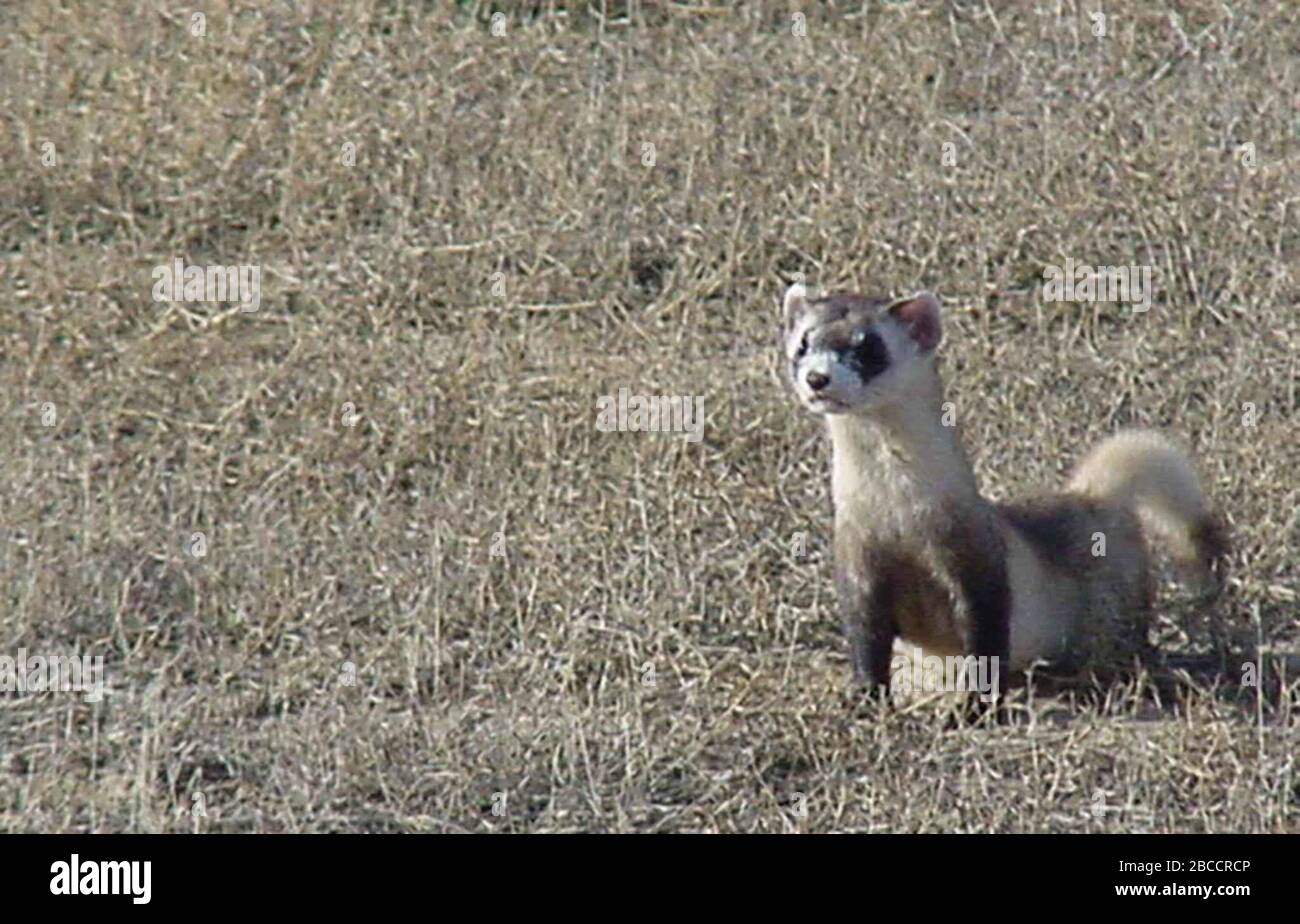 Bilder skunks -Fotos und -Bildmaterial in hoher Auflösung – Alamy
