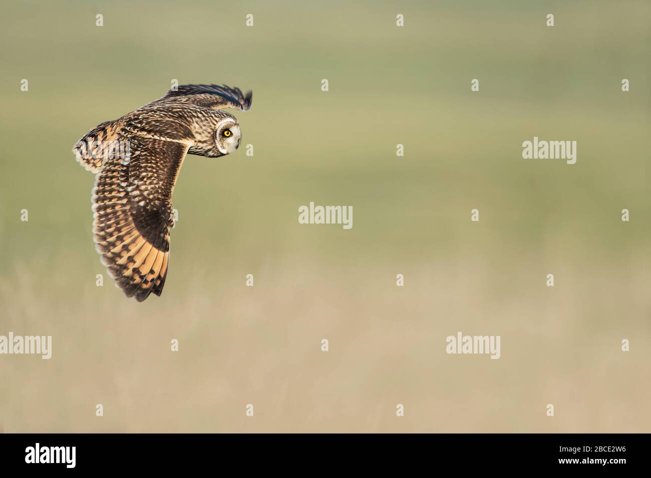 Eule nass -Fotos und -Bildmaterial in hoher Auflösung – Alamy