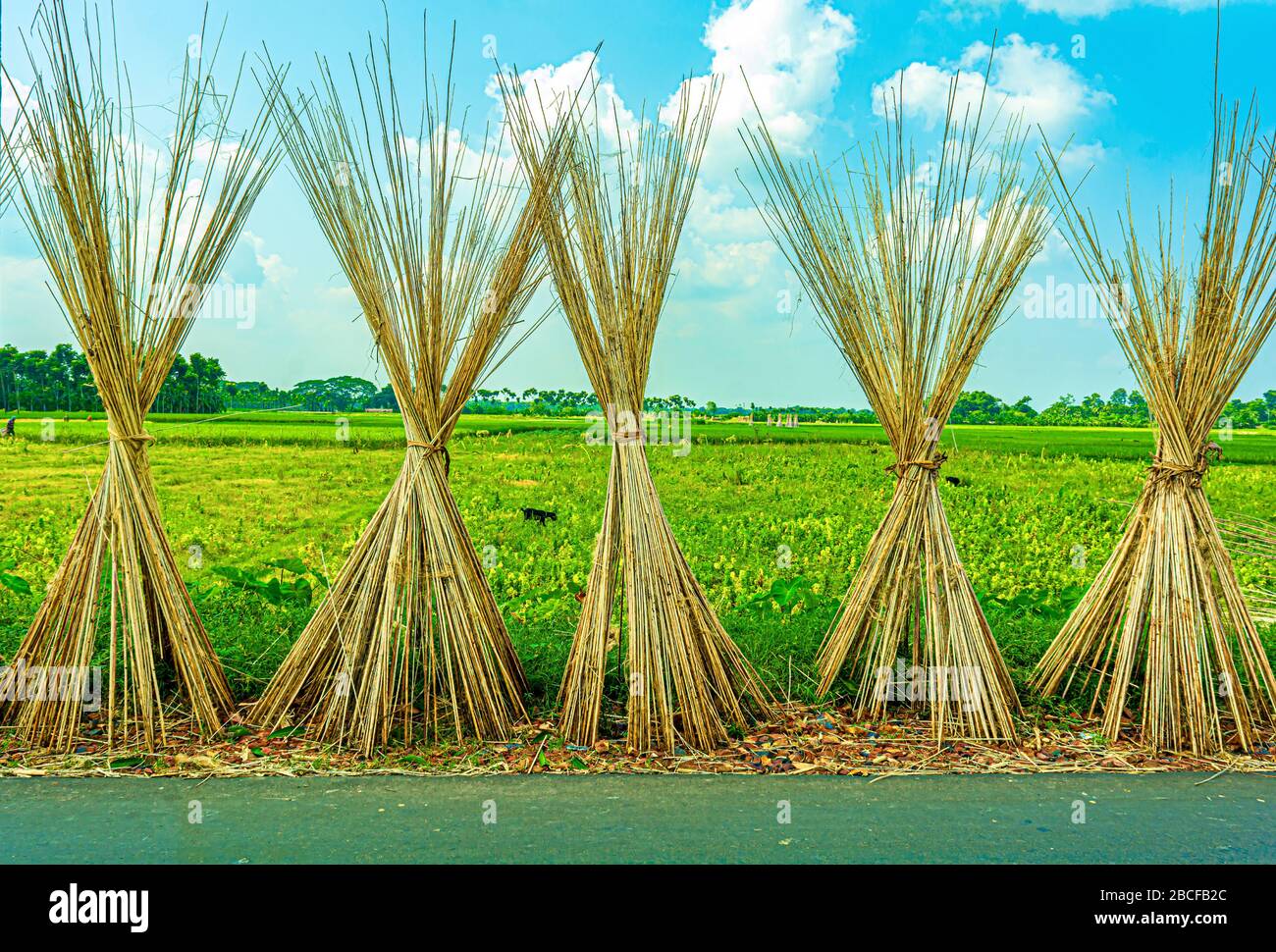 Langkapselige Jute Stockfotos und -bilder Kaufen - Alamy