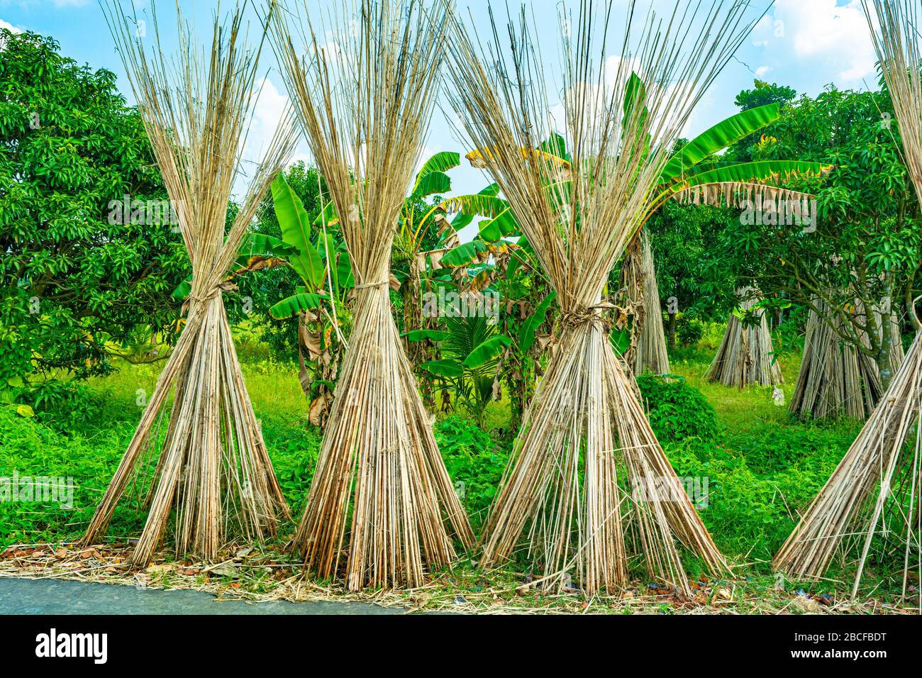 Jute Anbau Stockfotos und -bilder Kaufen - Alamy