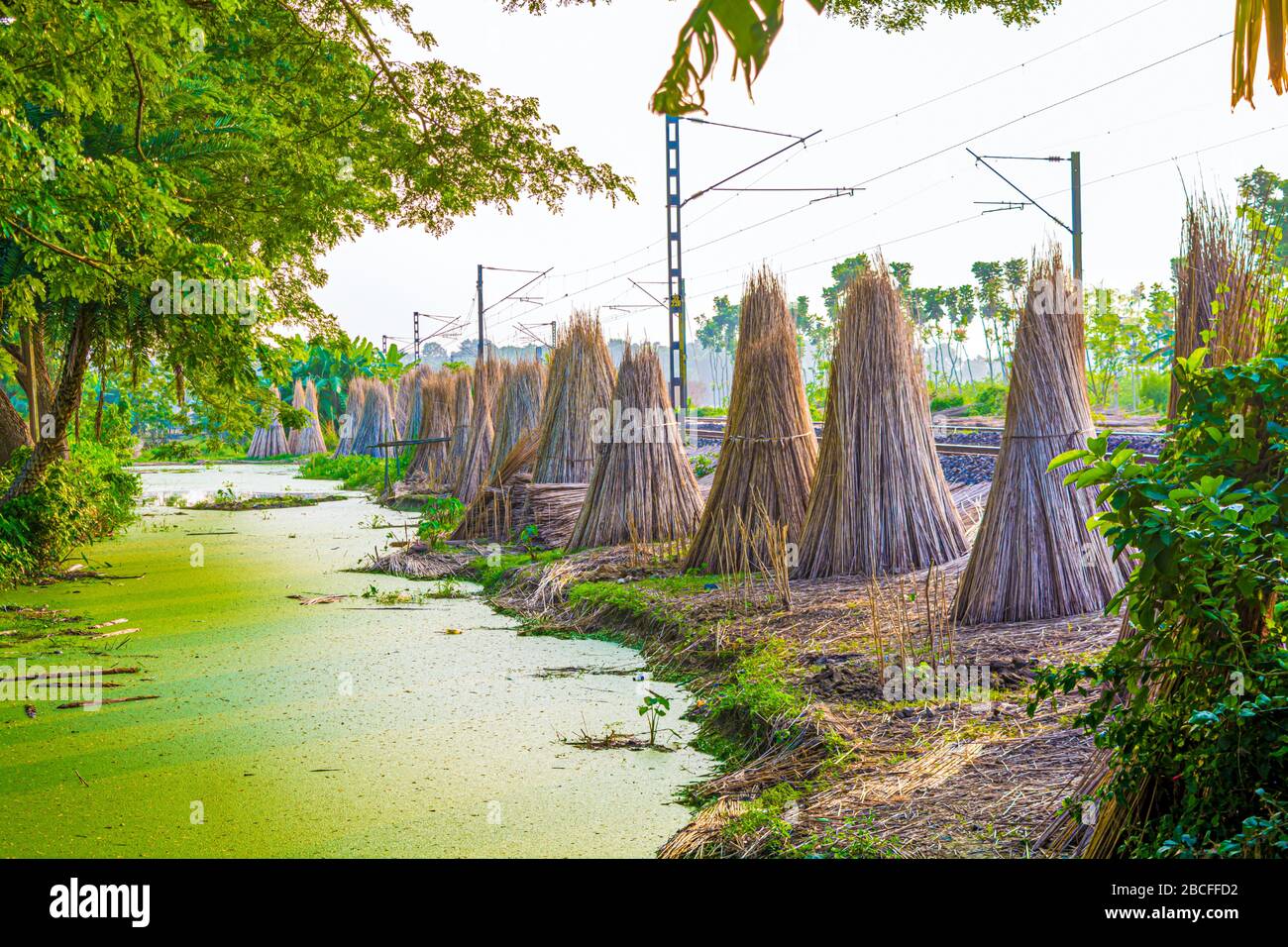 Langkapselige Jute Stockfotos und -bilder Kaufen - Alamy