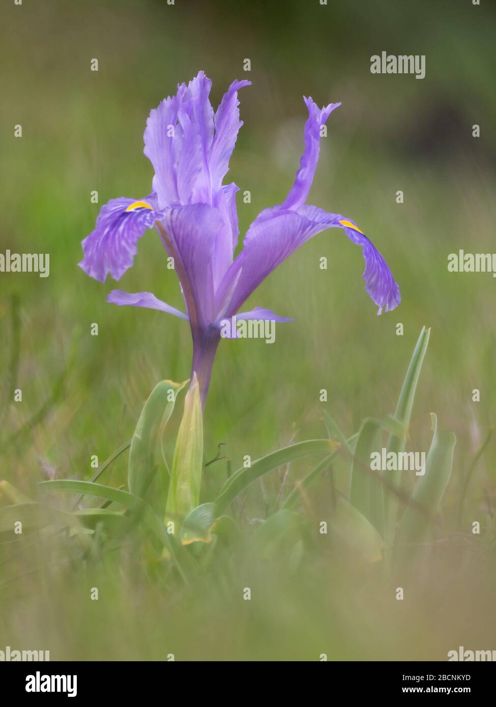 Iris xiphioides -Fotos und -Bildmaterial in hoher Auflösung – Alamy