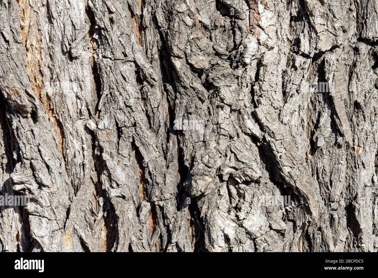 Struktur der Rinde aus Eiche. Verwenden Sie die Website als Hintergrund ...