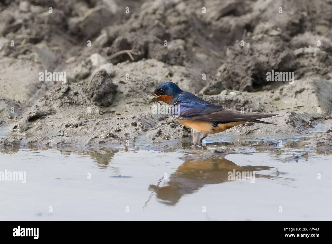 Barn Schwalbenvogel steht in Wasser mit Reflexion, während sie Schlamm ...