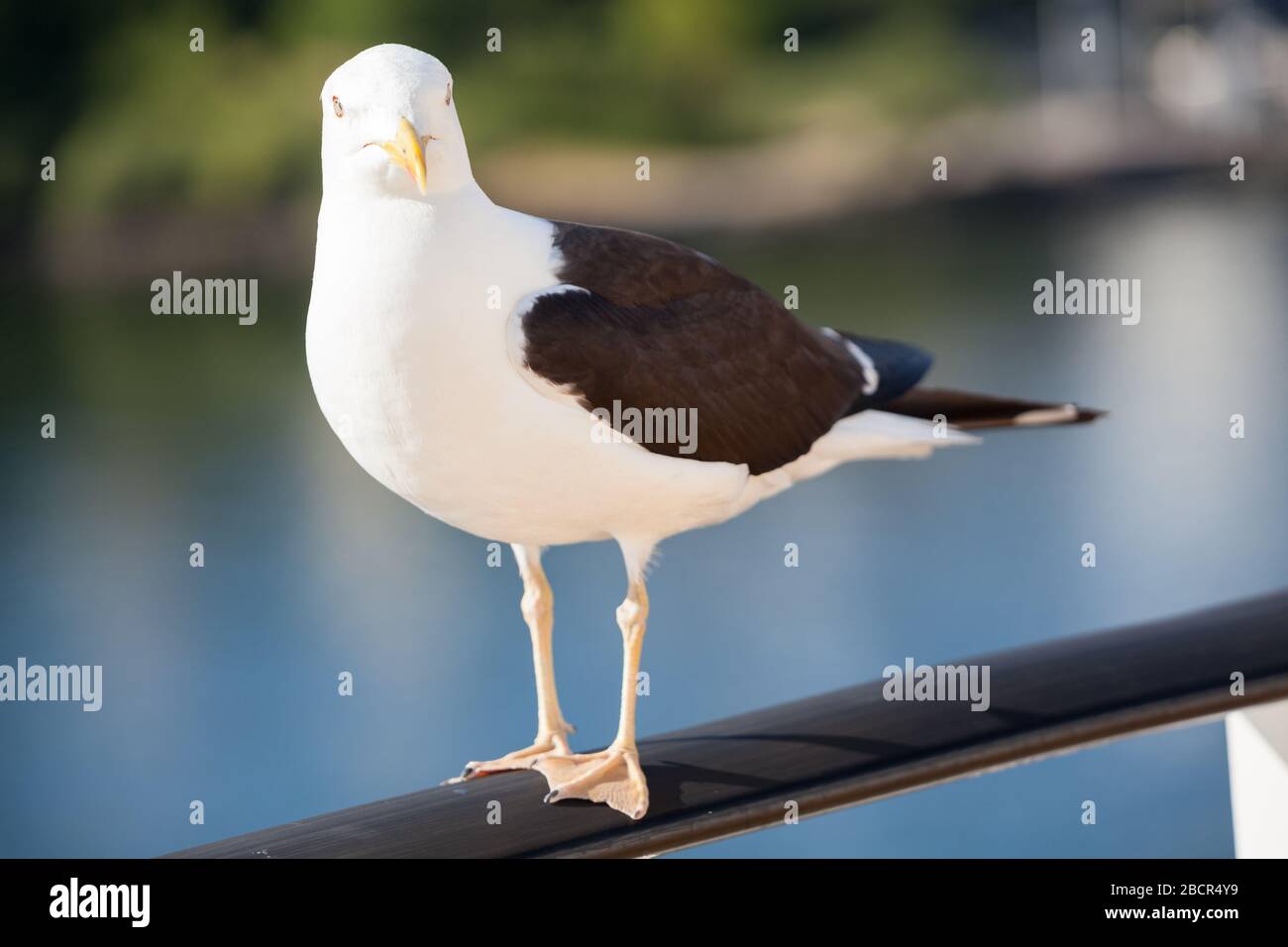 Larine birds -Fotos und -Bildmaterial in hoher Auflösung – Alamy