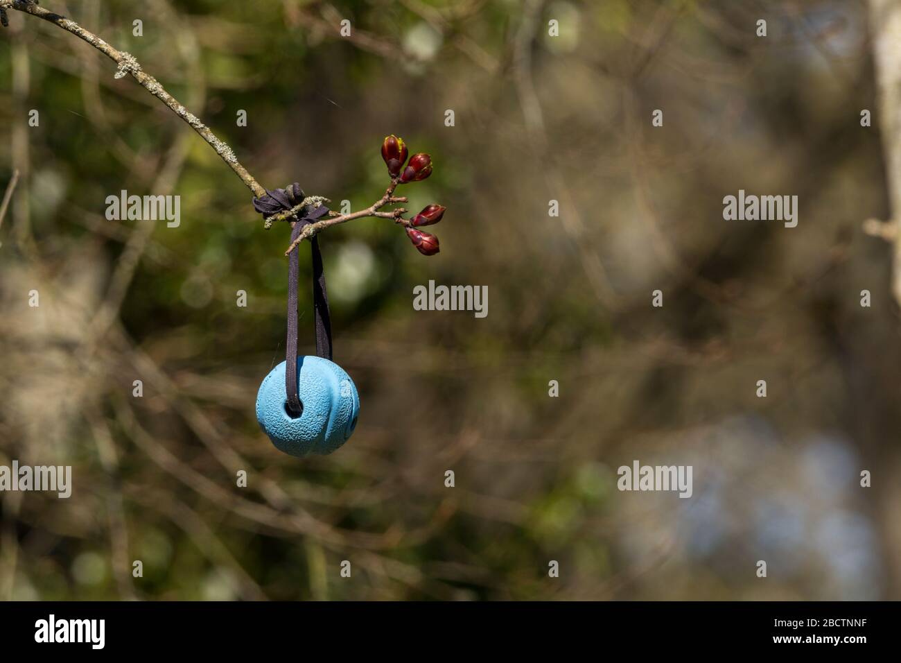 Hund Der Spielzeug Im Baum Geht Fotos Und Bildmaterial In Hoher