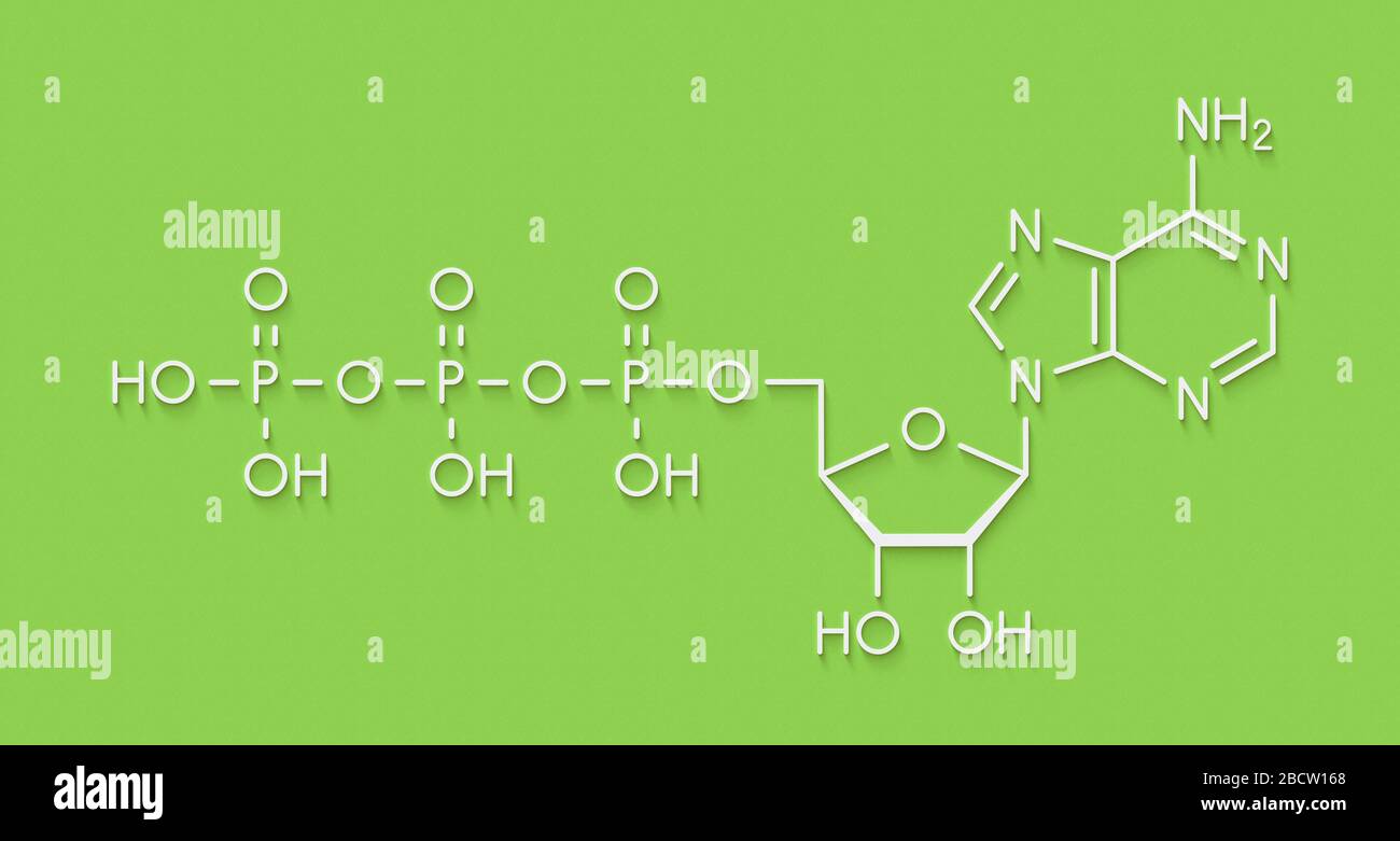 Adenosintriphosphat (ATP)-Molekül. Fungiert als Neurotransmitter, RNA ...