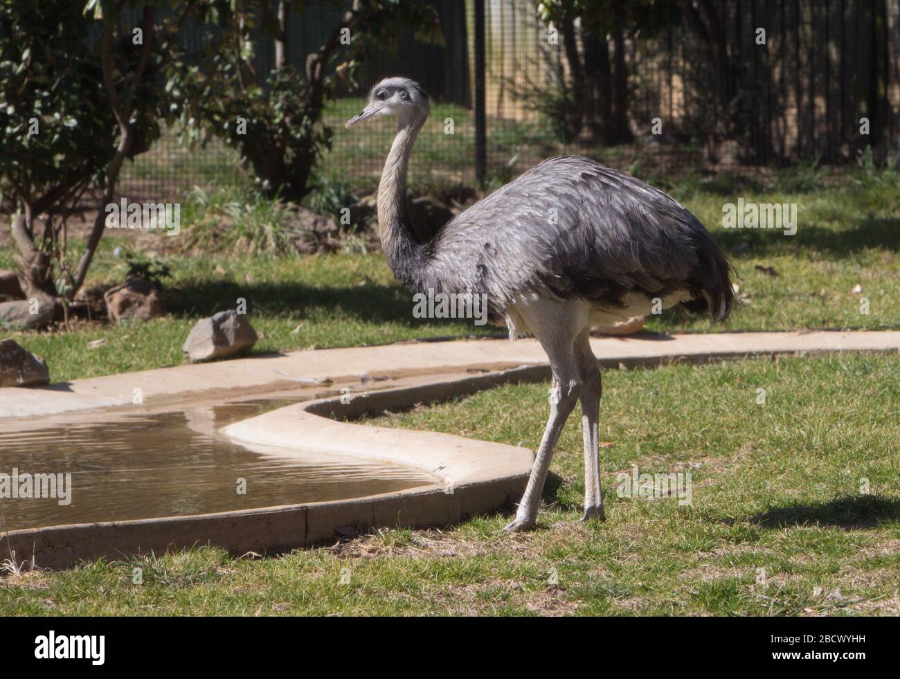 Größer Rhea. Vogel,Klasse: Aves,Familie: Rheidials,Gattung: Rhea ...