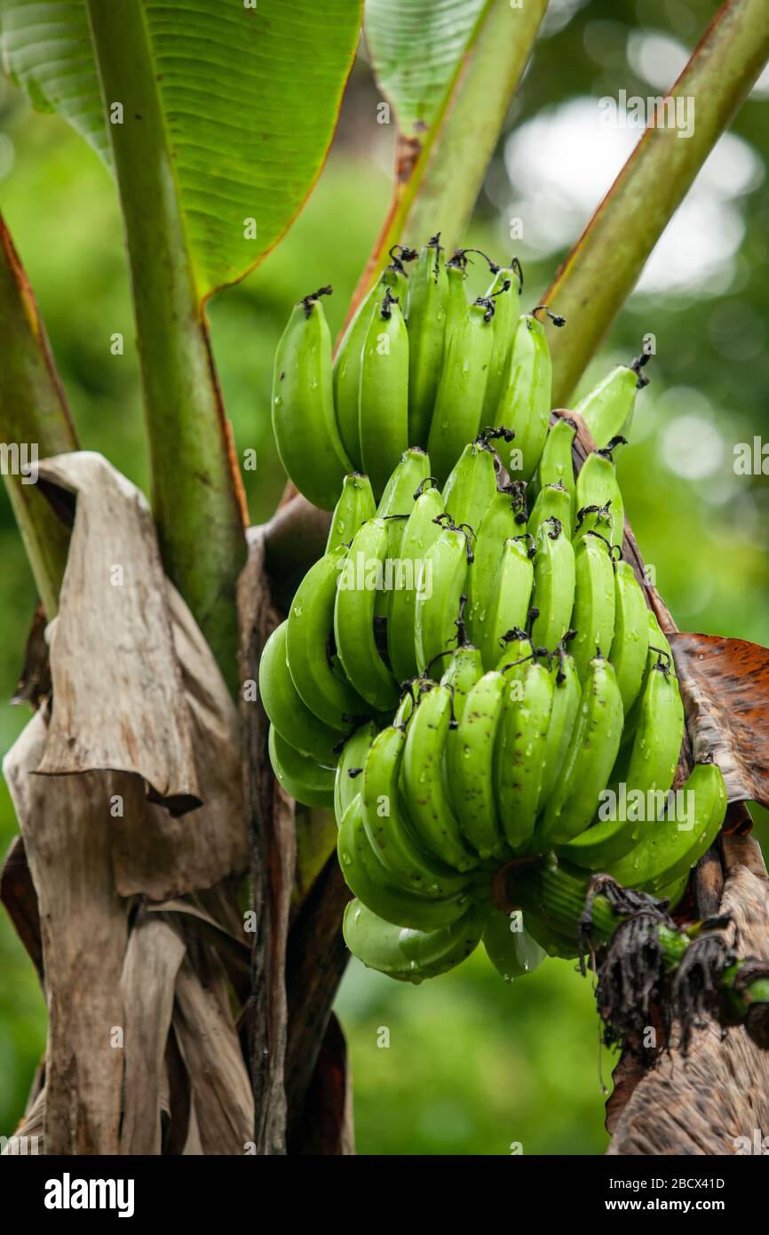 Mittelamerika bananenbaum -Fotos und -Bildmaterial in hoher Auflösung ...