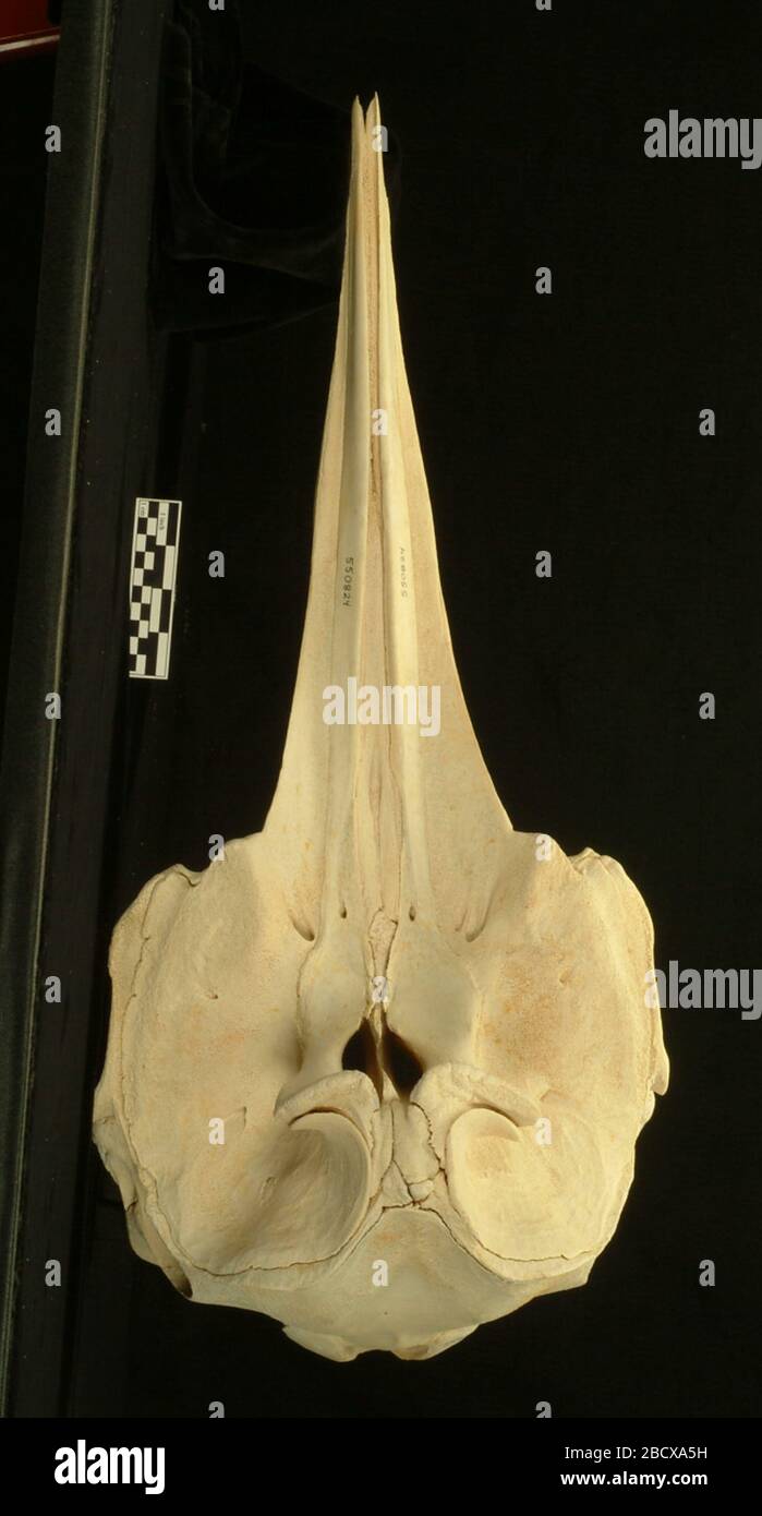 Mesoplodon europaeus -Fotos und -Bildmaterial in hoher Auflösung – Alamy
