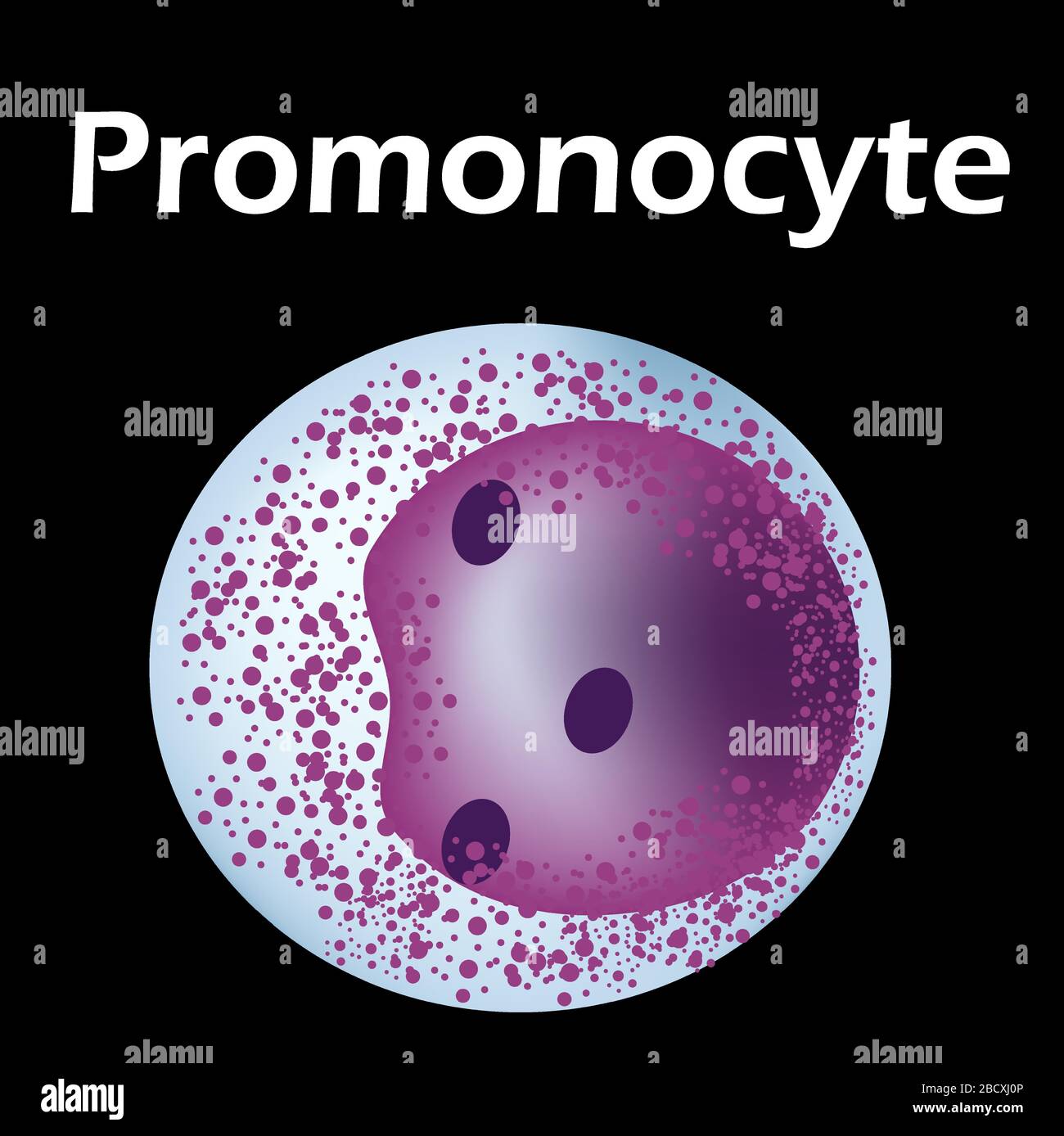 Die Struktur der Monozyte. Monozyten Blutkörperchen. Makrophage ...