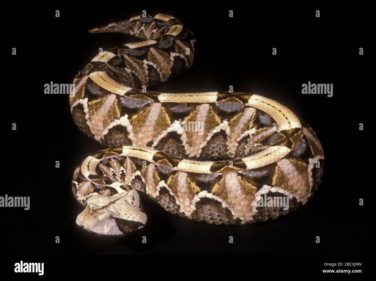 Gattung bitis -Fotos und -Bildmaterial in hoher Auflösung – Alamy