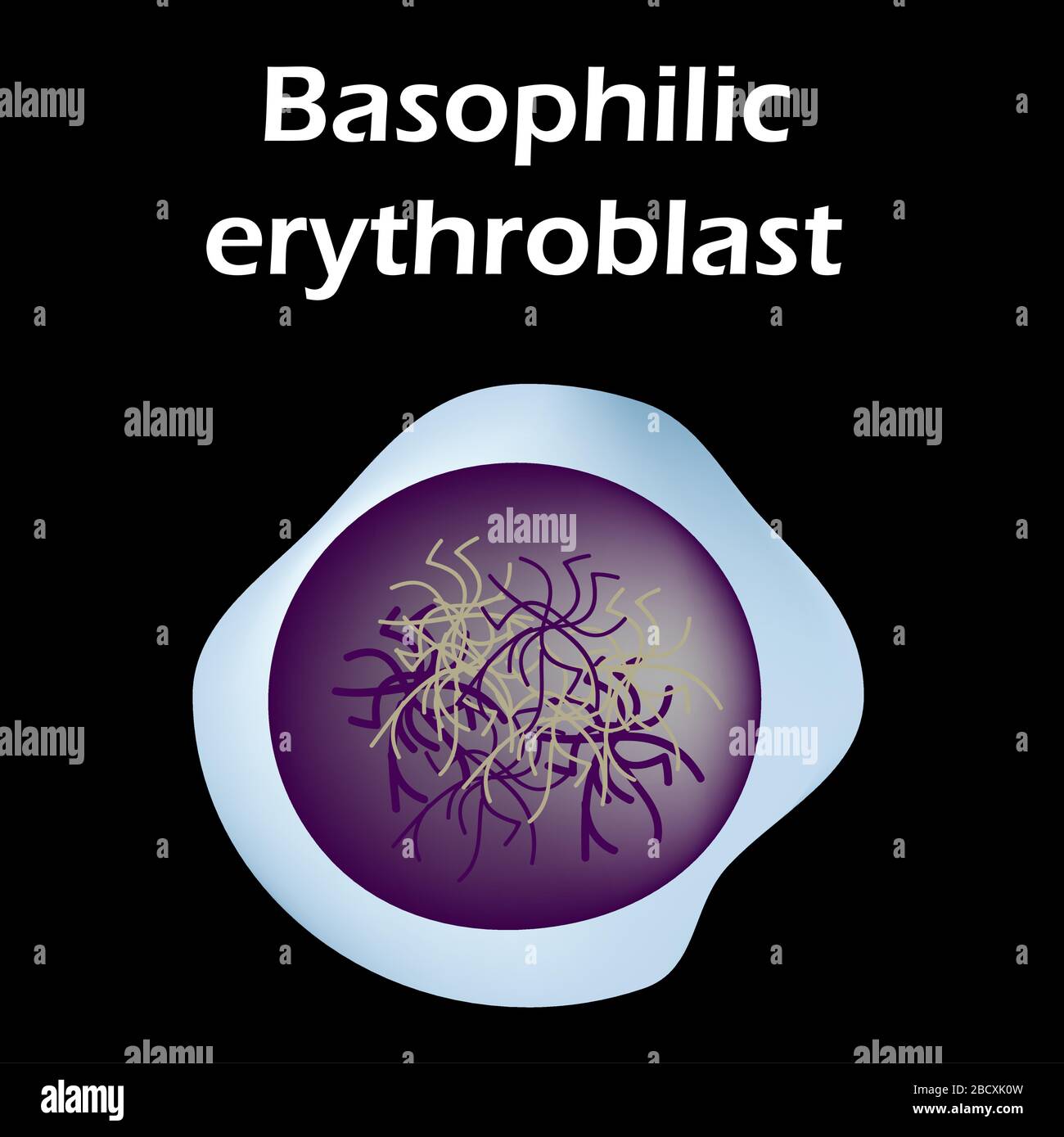 Die Struktur der Erythrozyten. Erythrozyten-Blutzelle. Die Struktur der ...