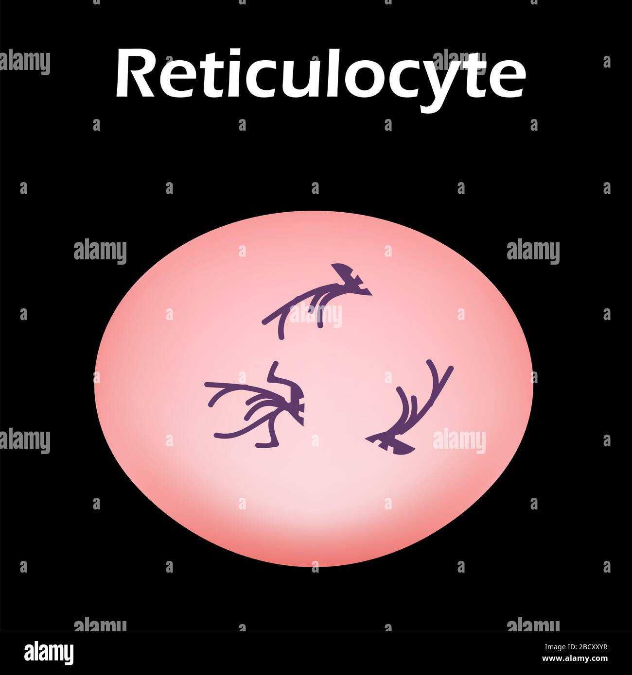 Die Struktur der Erythrozyten. Erythrozyten-Blutzelle. Die Struktur der ...