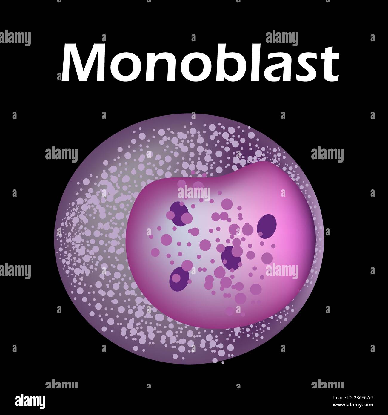 Die Struktur der Monozyte. Monozyten Blutkörperchen. Makrophage ...
