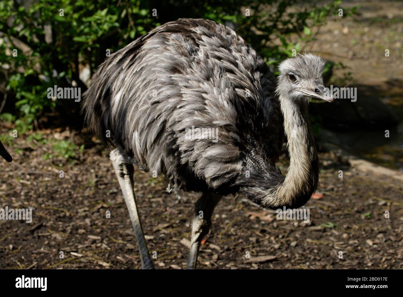 Größer Rhea. Arten: americana,Gattung: Rhea,Familie: Rheidias,Ordnung ...