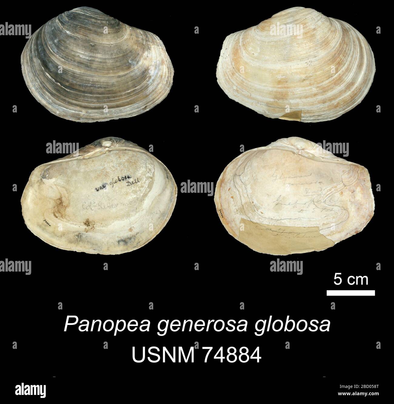 Panopea generosa -Fotos und -Bildmaterial in hoher Auflösung – Alamy