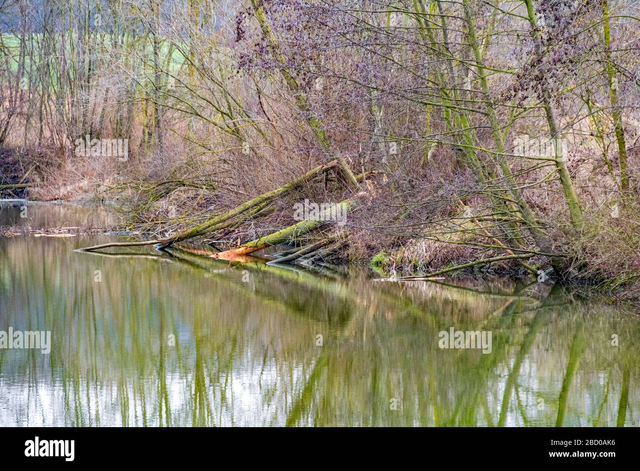 Biber lebensraum -Fotos und -Bildmaterial in hoher Auflösung – Alamy