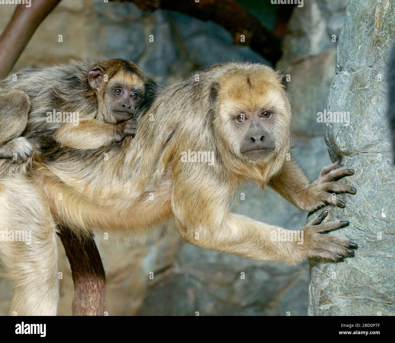 Schwarzer Howler Affe. Chula,Helio,Heliodoro,Spezies: Caraya,Genus ...