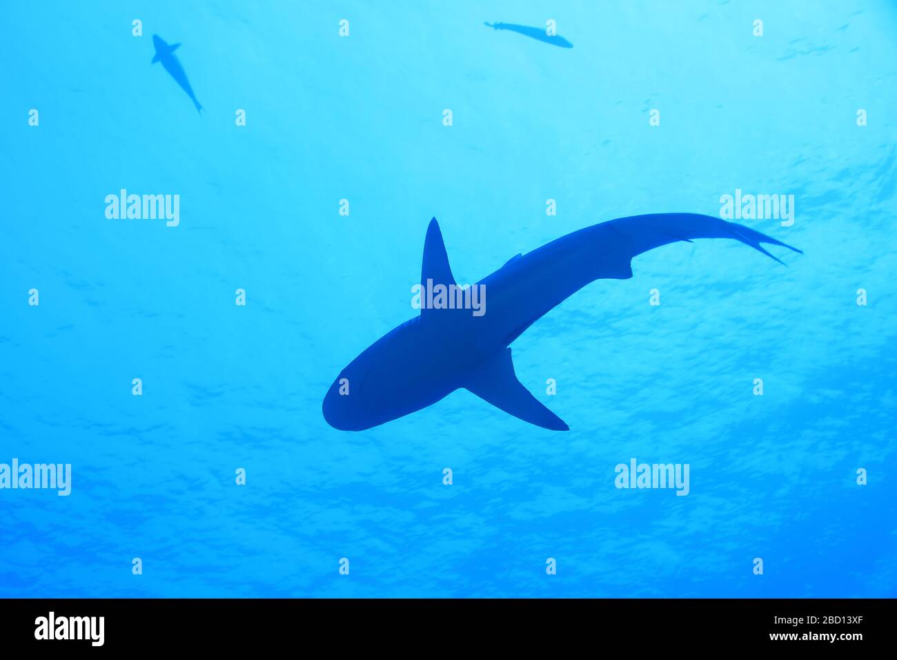 Auf den malediven carcharhinus amblyrhynchos -Fotos und -Bildmaterial ...