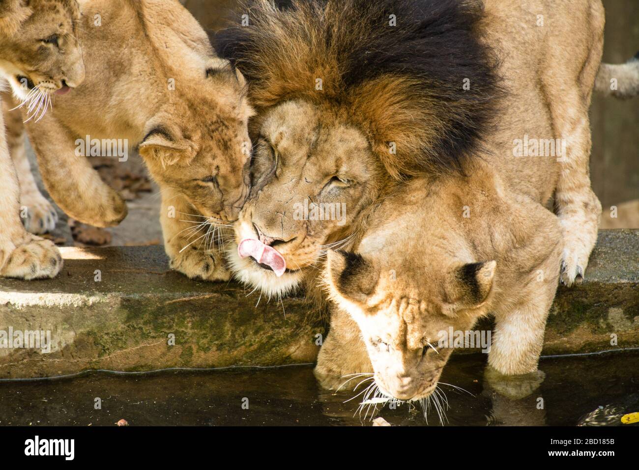 Leo klasse -Fotos und -Bildmaterial in hoher Auflösung – Alamy