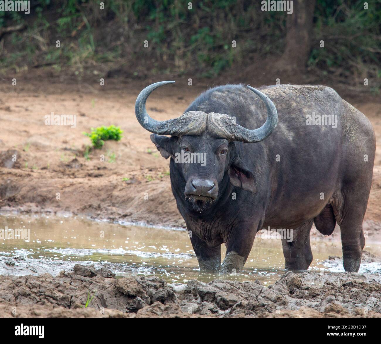 Buffalo in muddy water -Fotos und -Bildmaterial in hoher Auflösung – Alamy