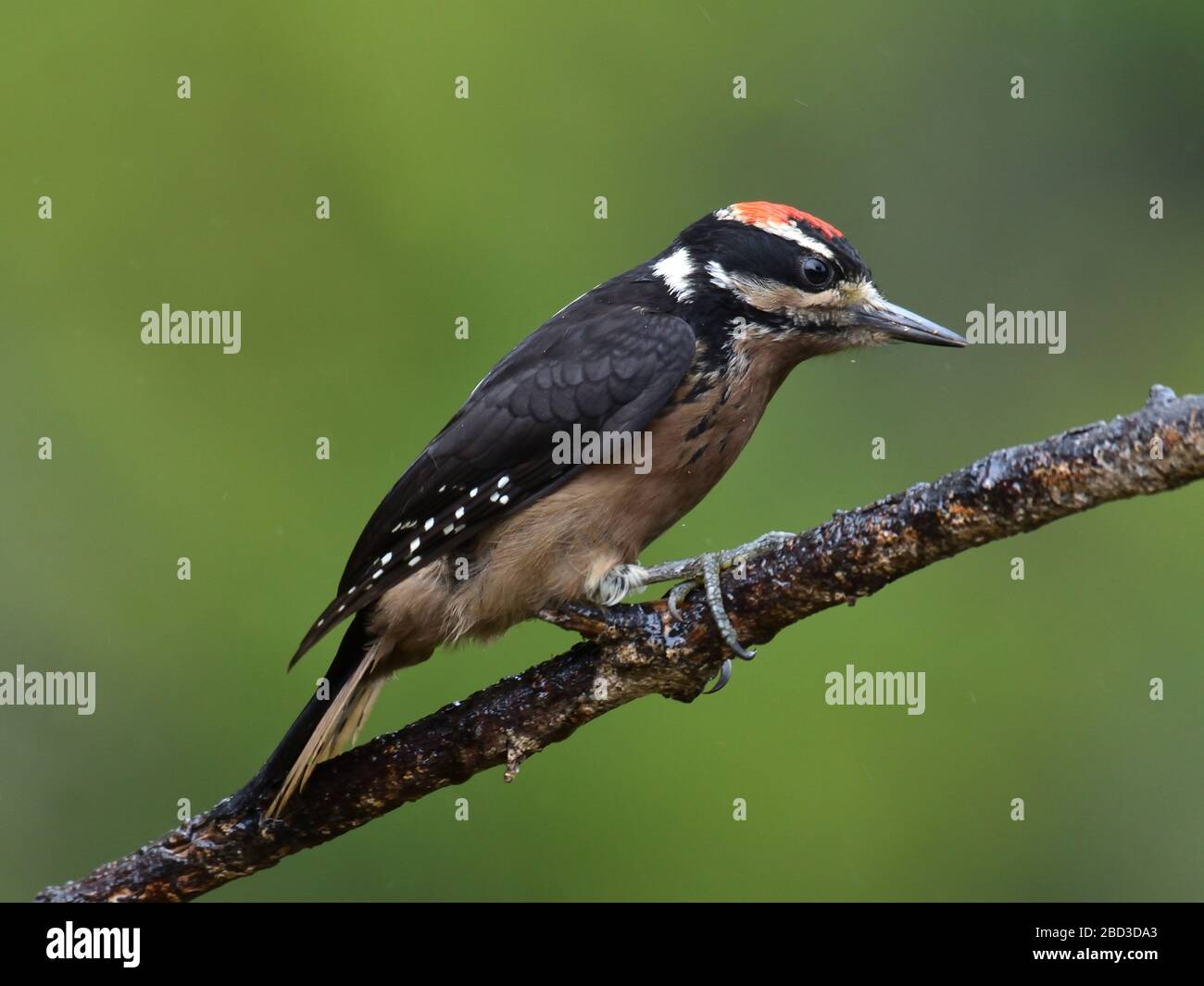 Spechte von panama -Fotos und -Bildmaterial in hoher Auflösung – Alamy