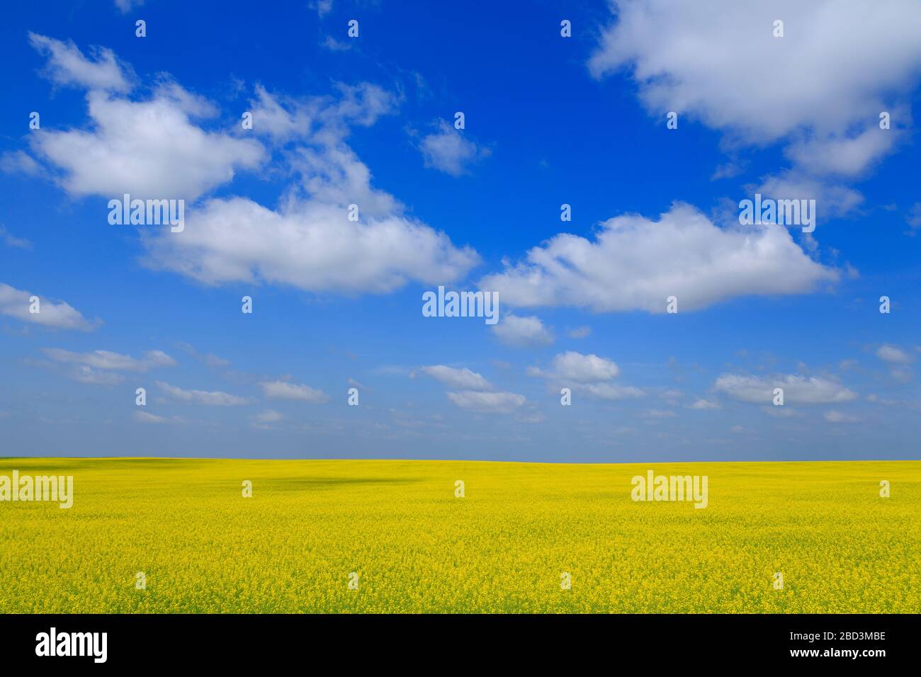 Rapsfeld kanada -Fotos und -Bildmaterial in hoher Auflösung – Alamy