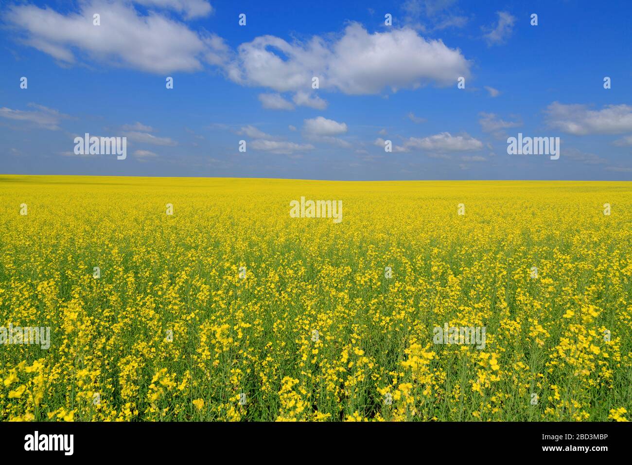 Rapsfeld kanada -Fotos und -Bildmaterial in hoher Auflösung – Alamy