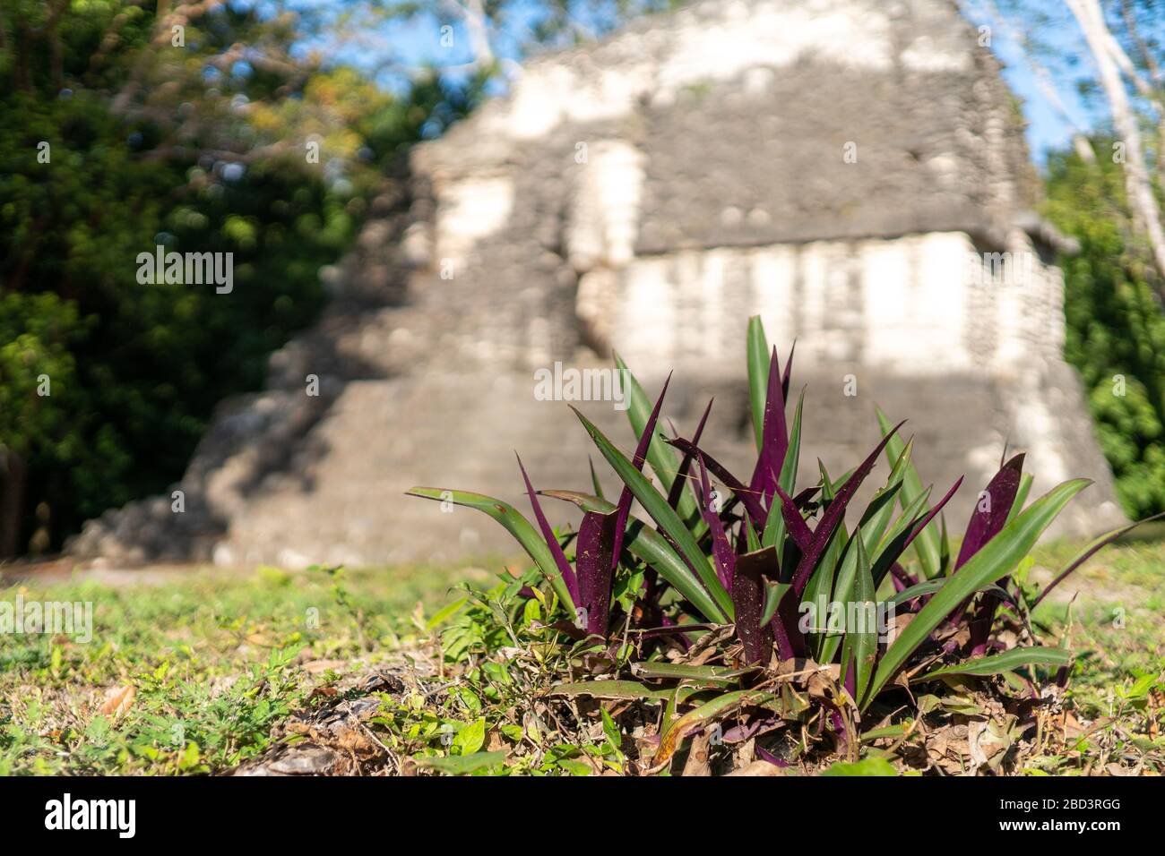 Maya-Pyramiden im Dschungel von Petén in Uxactún, Guatemala ...