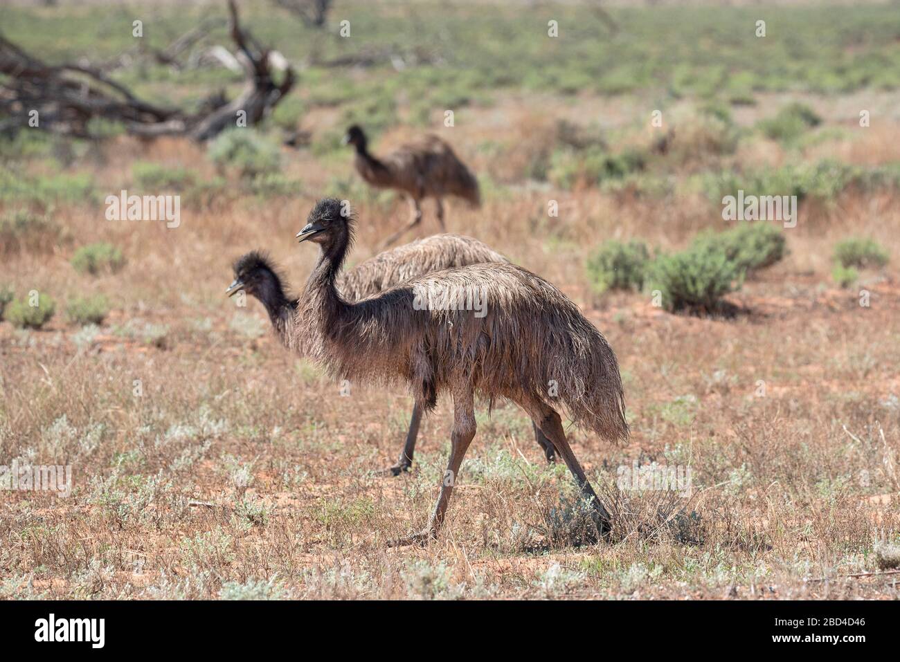 Emu mit totem baum im hintergrund -Fotos und -Bildmaterial in hoher ...