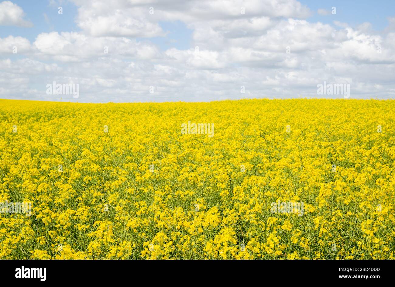 Bauernhof und rapsfeld Stockfotos und -bilder Kaufen - Alamy