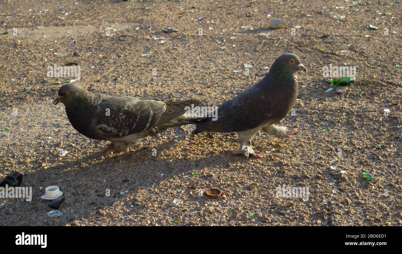 Fotos von Tauben, die in Form von Glasflaschen und menschlichen ...