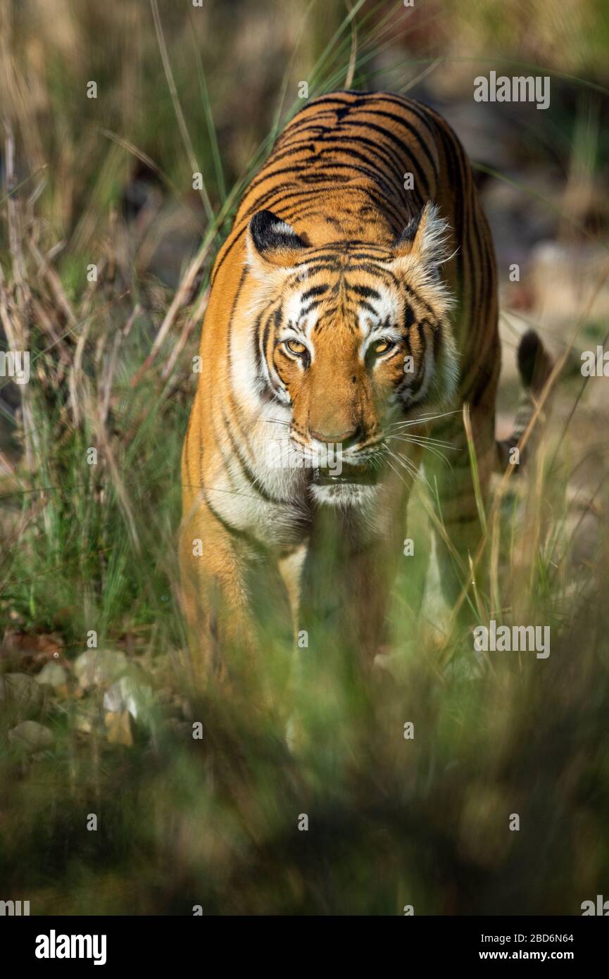 Wilder bengalische Tiger der Terai-Region Wald bei uttarakhand indien ...