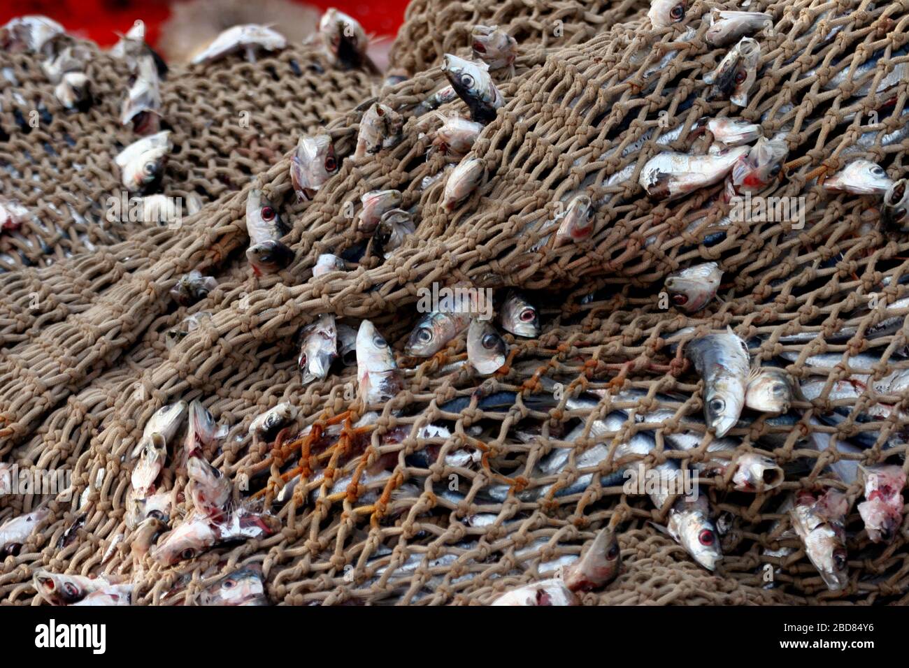 Abschnitt von netzen -Fotos und -Bildmaterial in hoher Auflösung – Alamy