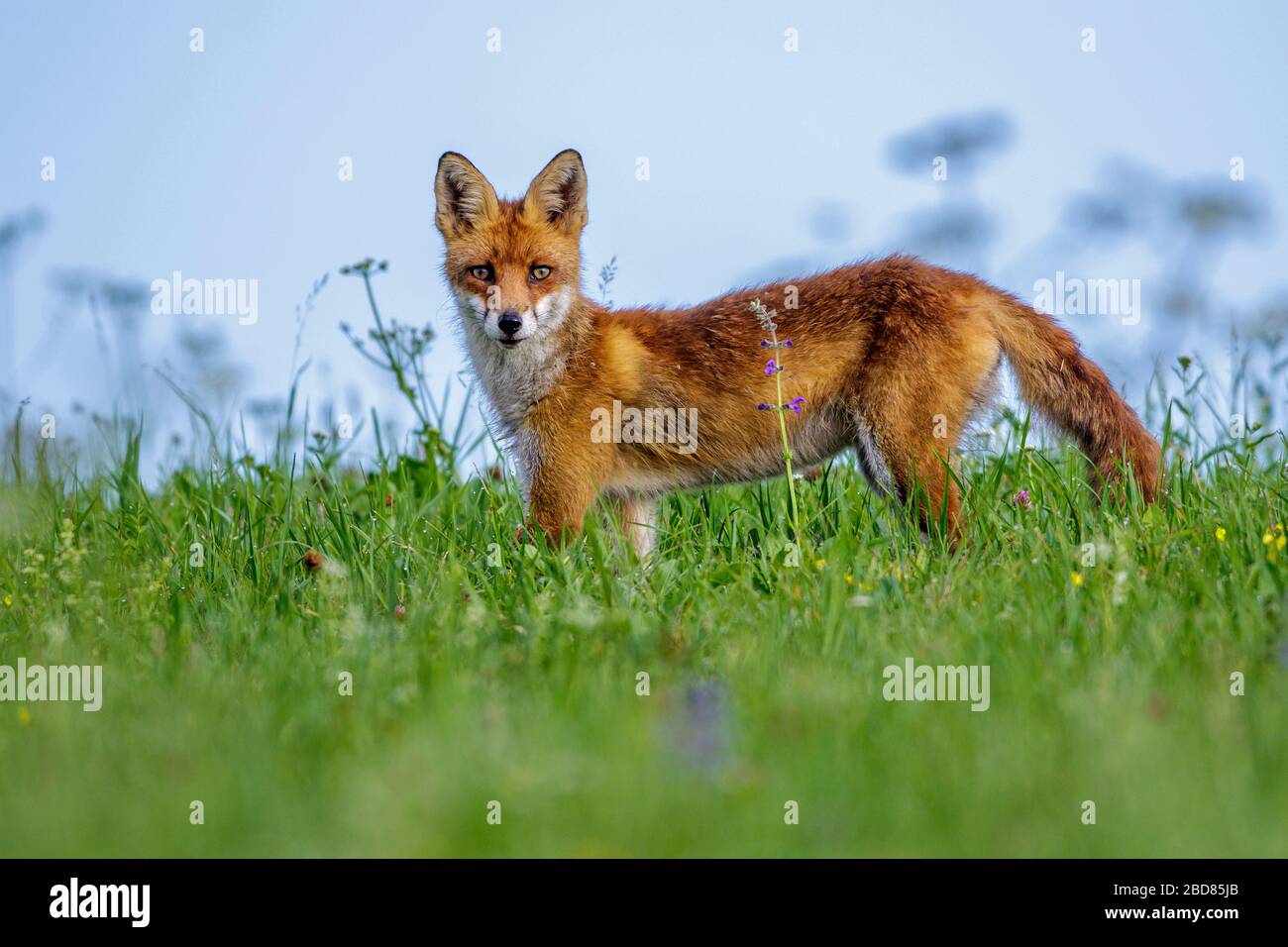 Roter fuchs in der blumenwiese -Fotos und -Bildmaterial in hoher ...