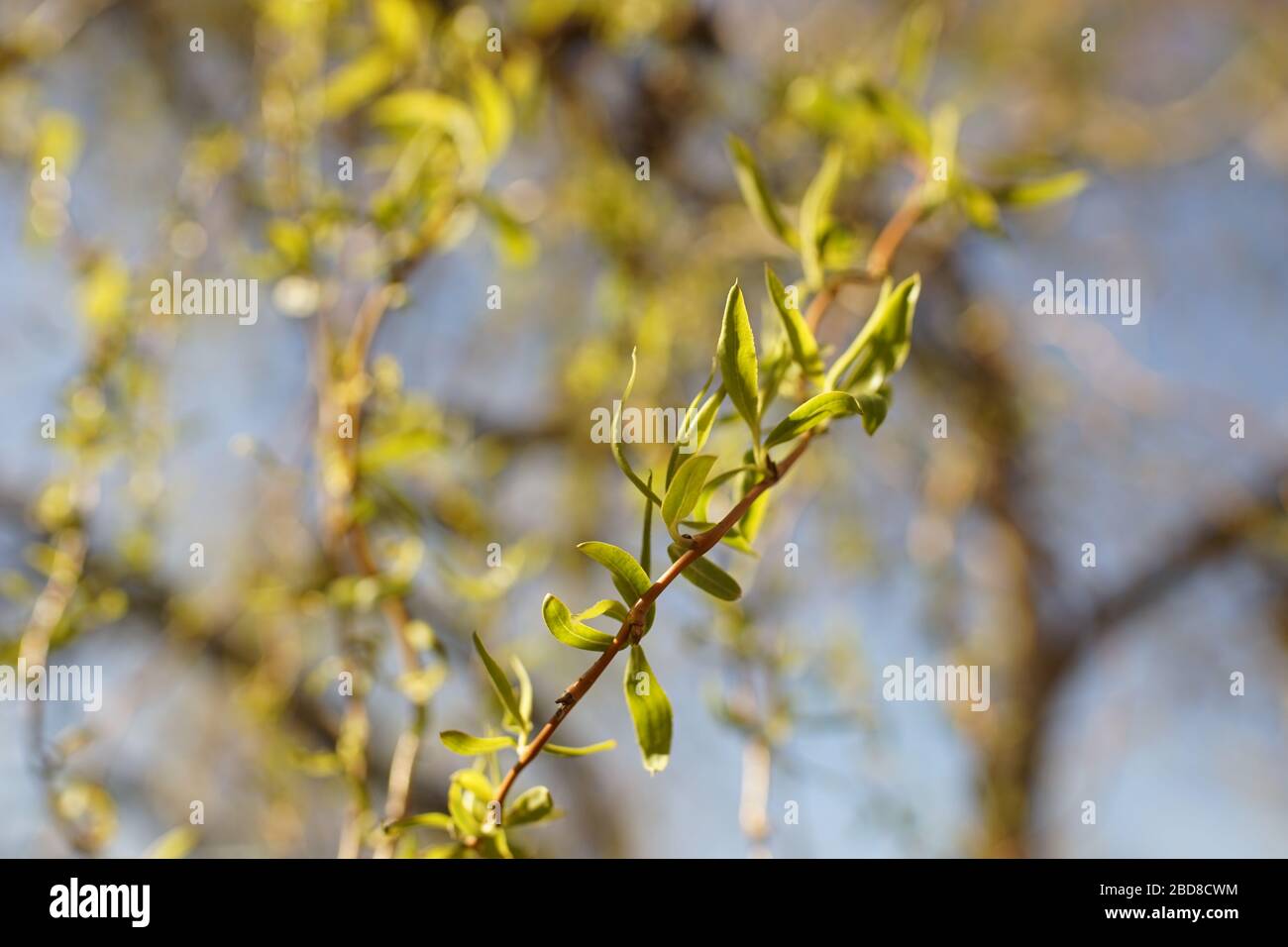 Weidenbaum Garten Stockfotos und -bilder Kaufen - Alamy