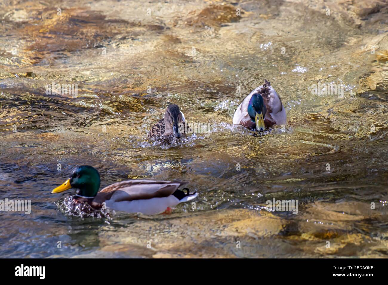Lake bohinj mit enten -Fotos und -Bildmaterial in hoher Auflösung – Alamy